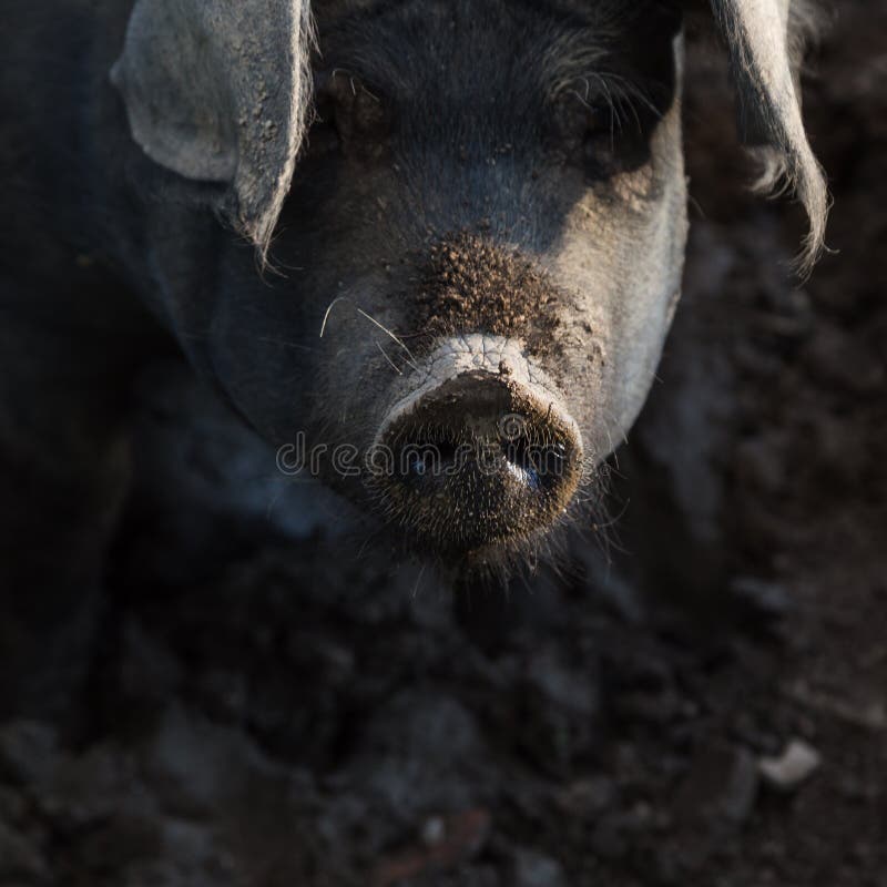Closeup of a pig snout stock photo. Image of rural, animal - 77139244