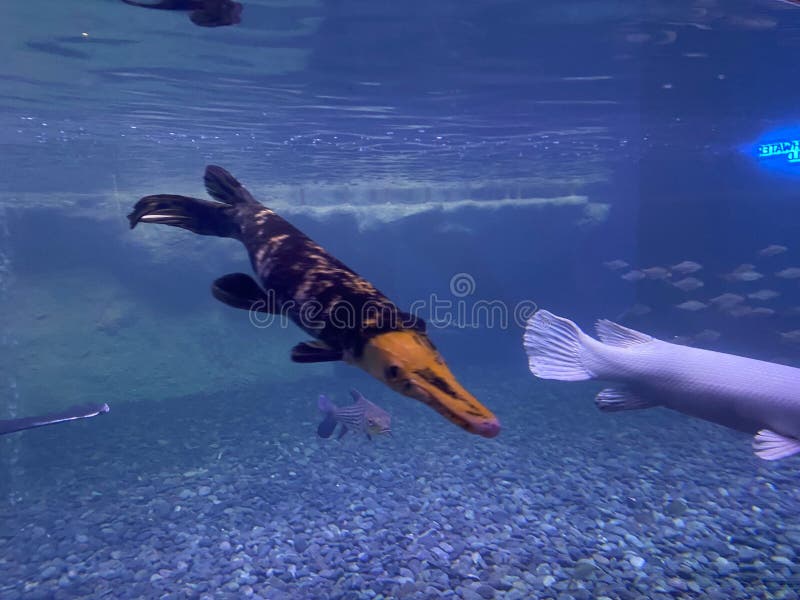 Closeup of Pike Fish Swimming Underwater Stock Image - Image of nature ...