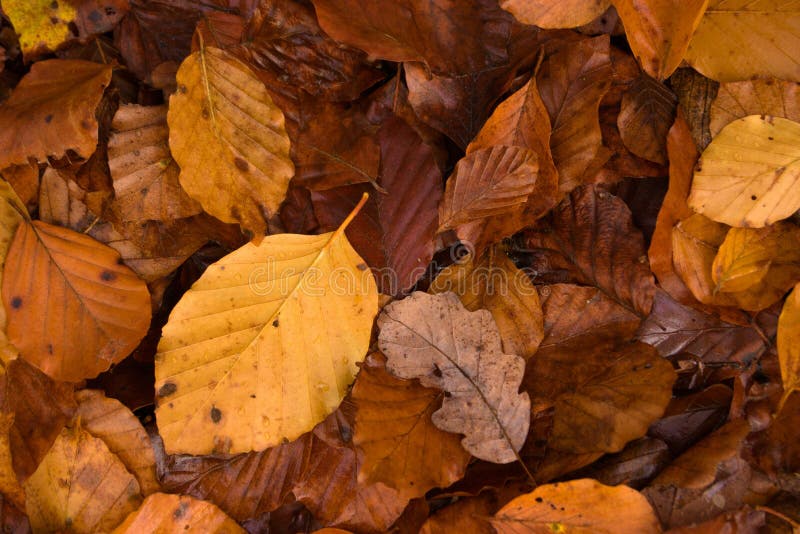 A Pile of Autumn Leaves and Acorns on the Ground Stock Image - Image of ...