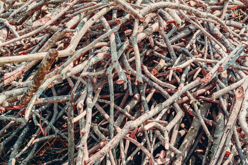 Pile Of Cut Old Dry Tree Branches With Autumn Fall Leaves On Them ...