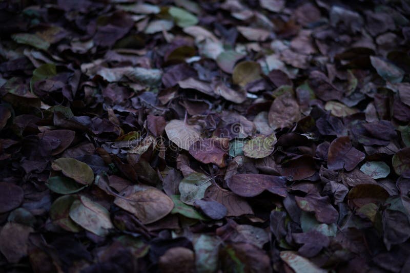 Closeup of a Pile of Fallen Leaves on the Ground Stock Image - Image of ...