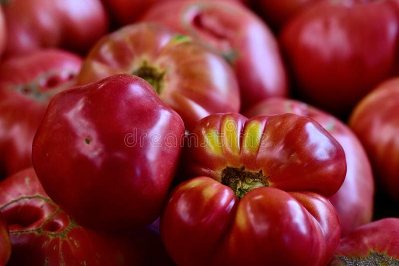 Closeup of a Pile of German Johnson Heirloom Tomatoes, Shiny Vegetables ...