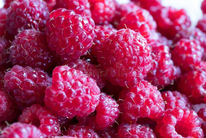 Closeup of a Pile of Ripe Raspberries Stock Image - Image of plant ...