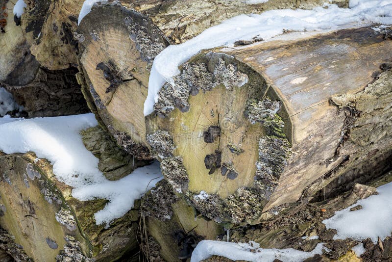 Closeup of a Pile of Tree Logs are Stacked and Covered with Winter Snow ...