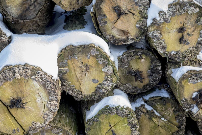 Closeup of a Pile of Tree Logs are Stacked and Covered with Winter Snow ...