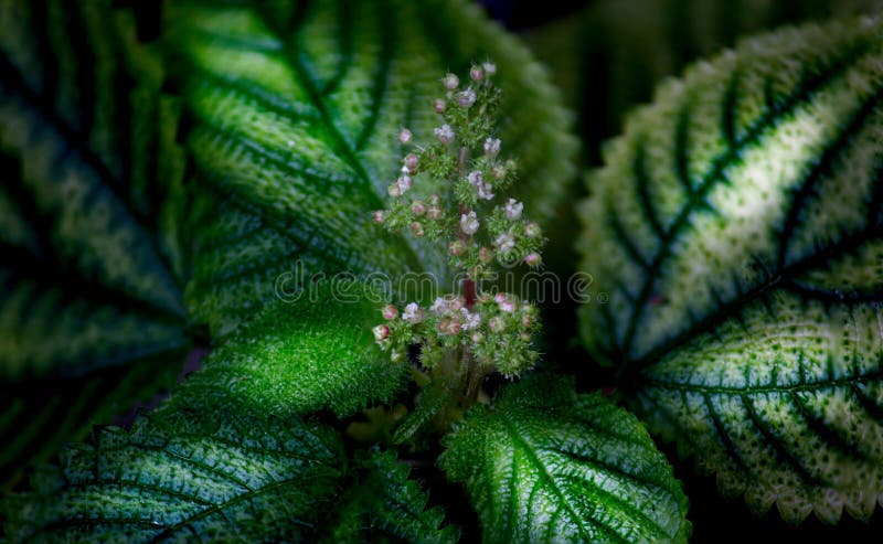 Closeup of Pilea Mollis Flowering Plant Stock Photo - Image of bloom ...
