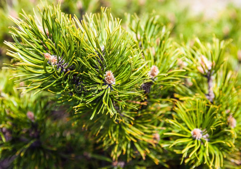 Closeup of the Pine Buds and Needles Stock Photo - Image of pinaceous ...