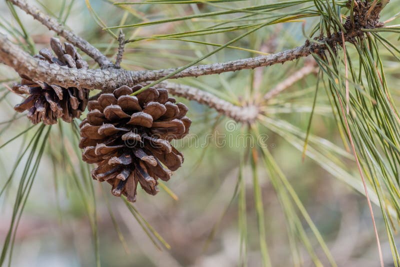 Closeup of Pine Cone on Tree Branch Stock Photo - Image of field ...