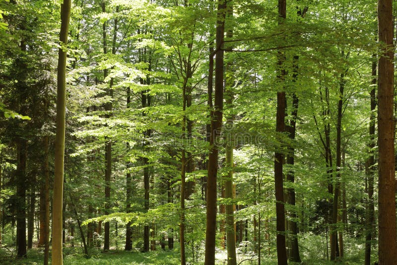 Closeup of a Pine Forest with Green Thin Trees Stock Image - Image of ...