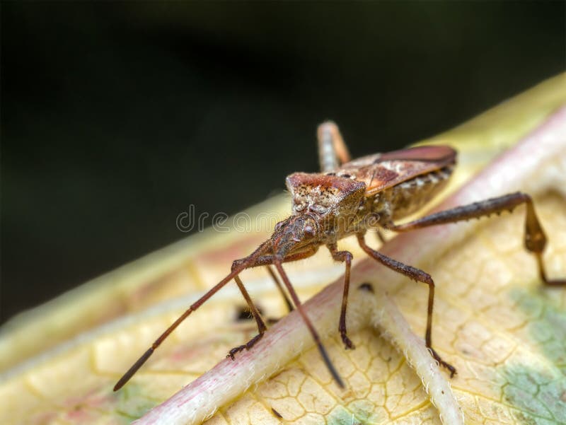 Closeup of Pine Seed Bug on a Leaf Stock Photo - Image of hemiptera ...