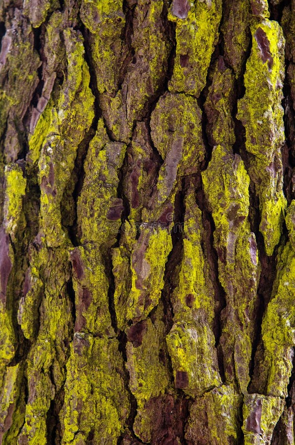 Pine Tree Bark stock photo. Image of textured, vertical - 131272826