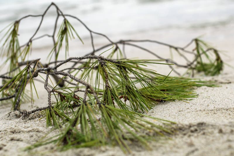 Pine Tree Branch on the Beach Stock Image - Image of mediterranean ...