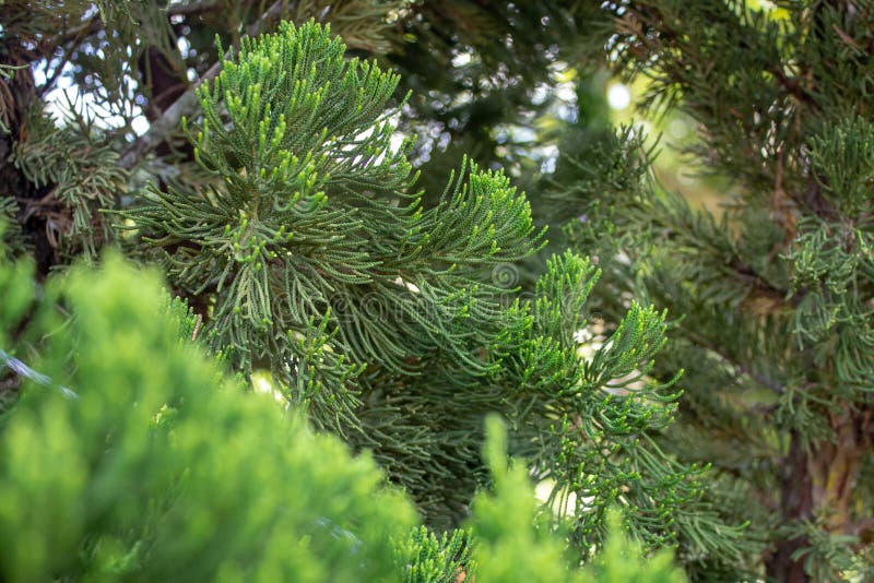 Closeup on a Pine Tree Branch, Showing the Fresh Tips of the Leaves ...