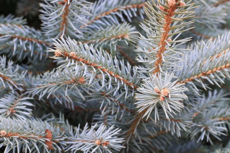 Closeup pine tree stock photo. Image of coniferous, nature - 139916866