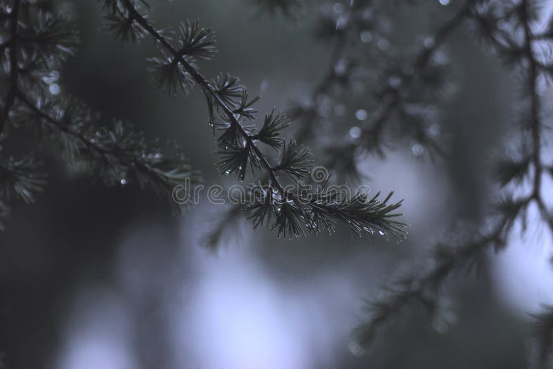Closeup of Pine Tree at the Cold Winter Day Stock Image - Image of ...