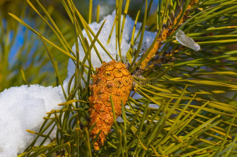 Pine Tree with Cone in Snow Stock Image - Image of coniferous, winter ...