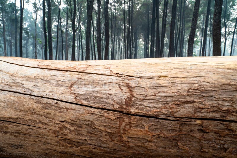 Closeup of Pine Tree Log Lying on the Ground with Pine Tree Forest As ...