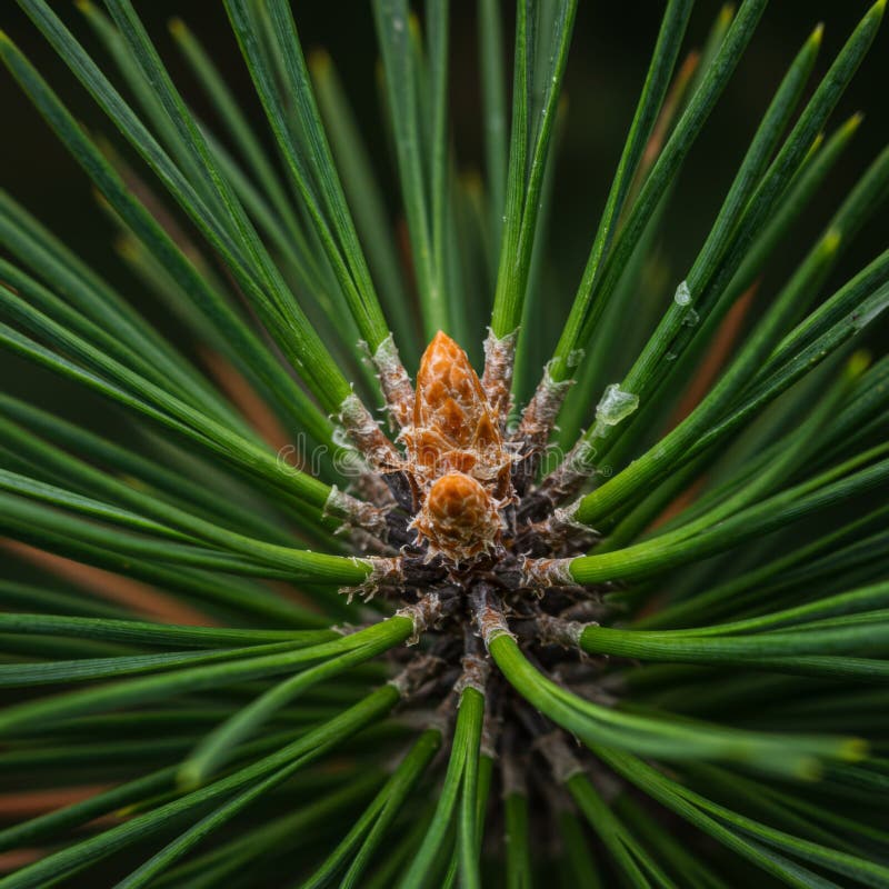 Closeup of a Pine Tree Needle and Cone Stock Photo - Image of organic ...