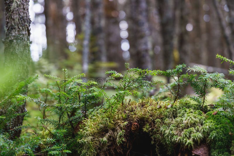 Saplings of Pine, Spruce, Fir and Other Coniferous Trees in Pots in ...