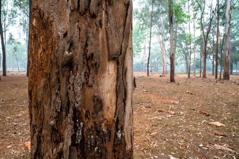 Closeup of Pine Tree Trunk with Detailed Surface in the Middle of Pine ...