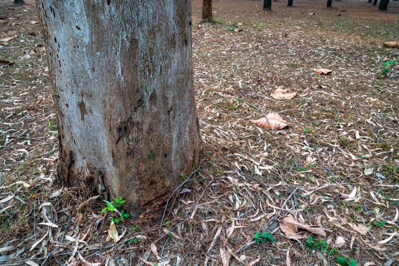 Closeup of Pine Tree Trunk on Dried Grass Ground in Pine Tree Forest ...