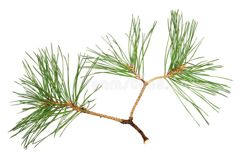 Closeup of pine twigs stock image. Image of isolated - 160101767