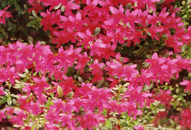 Closeup of a Pink Azaleas on a Shrub Stock Image - Image of beautiful ...