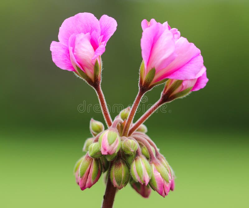 Closeup of Pink Budding Flower Blooming; Geranium Stock Photo - Image ...