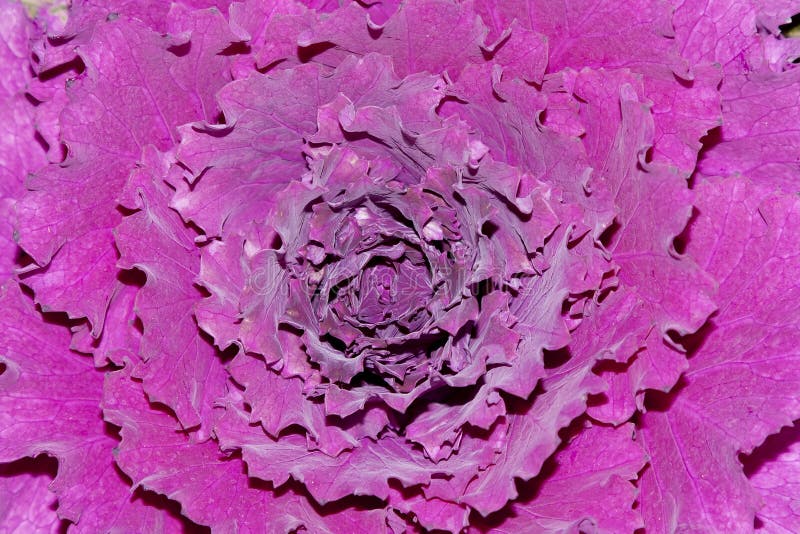 A Closeup of a Pink Cabbage Stock Photo - Image of macro, texture: 27225316