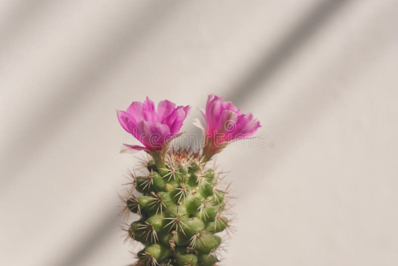 Closeup Pink Cactus Flower with Light and Shadow Background. Stock ...