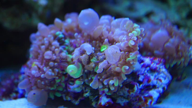 Pink Coral Reef Under Sunlight Stock Video - Video of coral ...