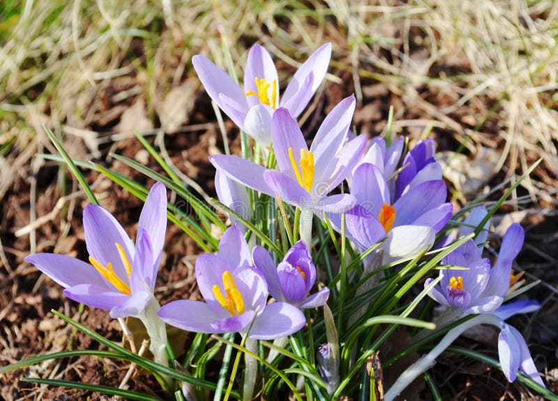 Pink crocus flowers stock image. Image of early, shot - 23907103