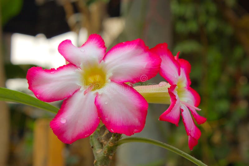 Closeup of Pink Desert Rose Flower Stock Photo - Image of beautiful ...