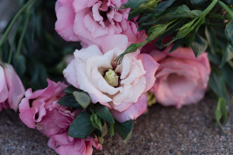 Closeup of pink eustoma stock image. Image of beauty - 92155647