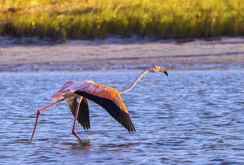 Pink Flamingo Taking Flight, Closeup Stock Photo - Image of wild, avian ...
