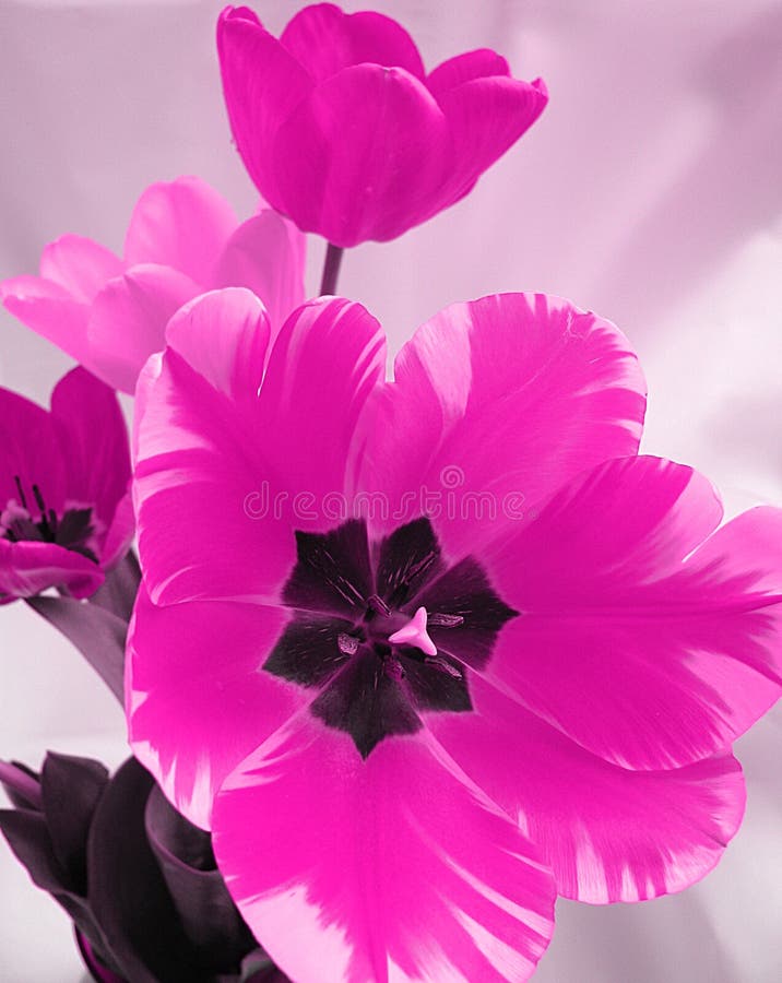 Closeup of pink flower stock photo. Image of affection - 12680602
