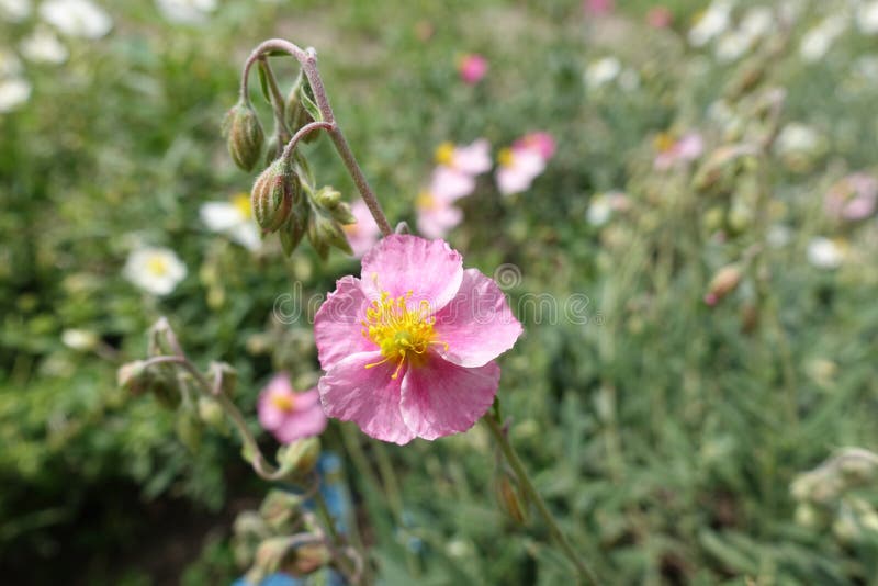 Closeup of Pink Flower of Rock Rose in Mid May Stock Image - Image of ...