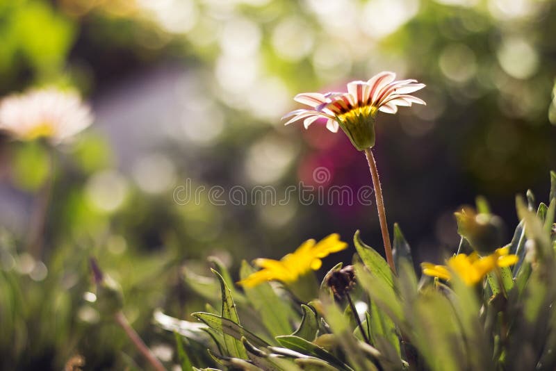 Closeup of Pink Flower, Rose from Low Angle, Flower Background Stock ...