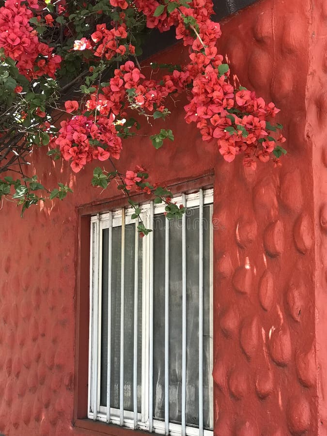 Closeup of a Pink Flower. Santa Rita Stock Image - Image of bloom ...