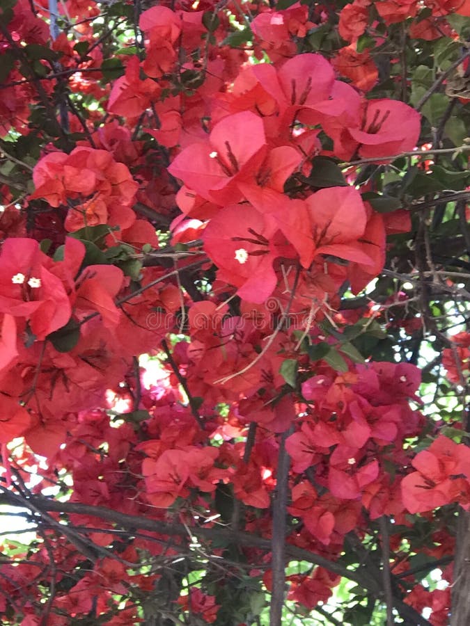 Closeup of a Pink Flower. Santa Rita Stock Image - Image of botany ...