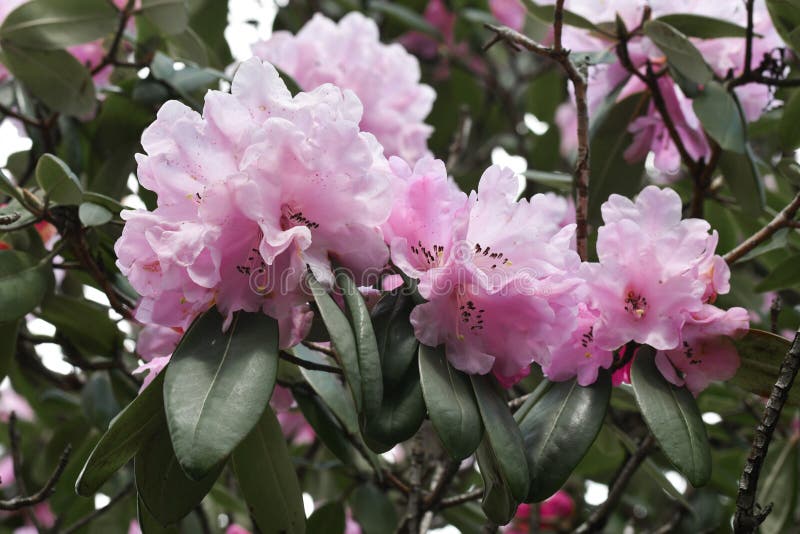 Closeup of Pink Flowers on a Bush Stock Photo - Image of beautiful ...