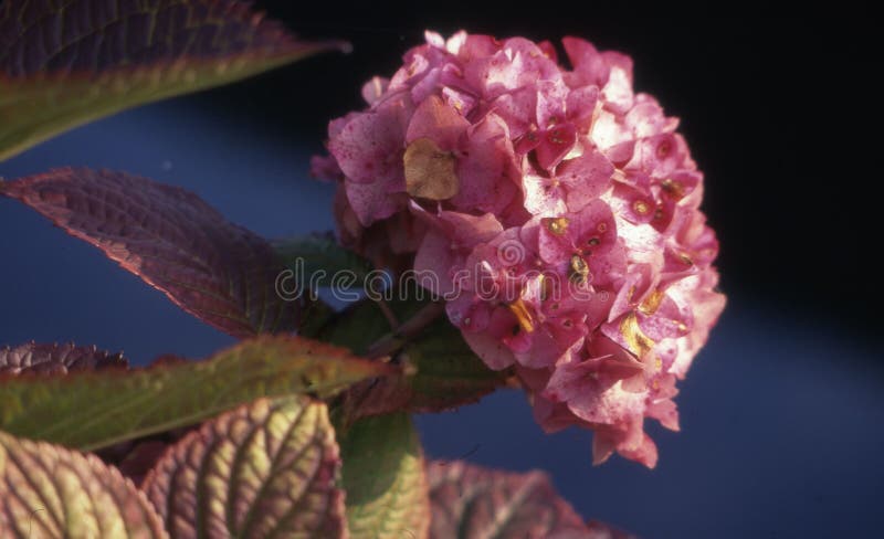Closeup of Pink French Hydrangea Stock Photo - Image of beautiful ...