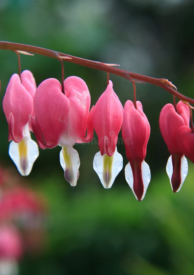 Fuchsia Flowers stock photo. Image of fuchsia, grow, beautiful - 30141234