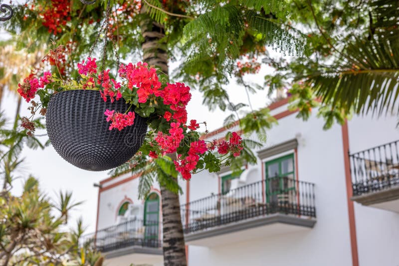 Closeup of Pink Geranium Flowers Hanging from a Tree Stock Image ...