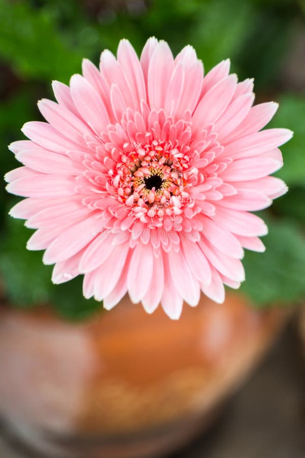 Closeup a Pink Gerbera Daisy Flower. Stock Photo - Image of floral ...