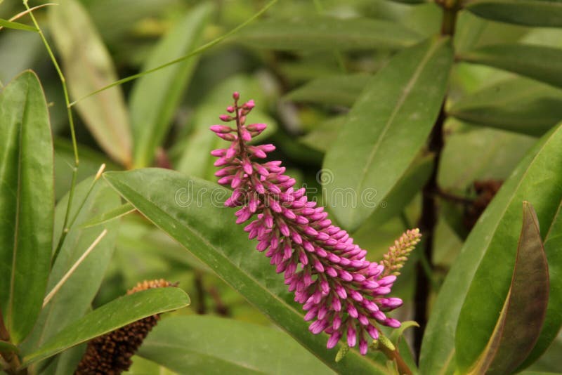 Closeup of Pink Hebe Speciosa Flowers Stock Photo - Image of detail ...