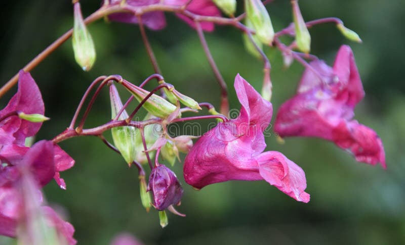Closeup of Pink Himalayan Balsam Flowers Stock Image - Image of pink ...