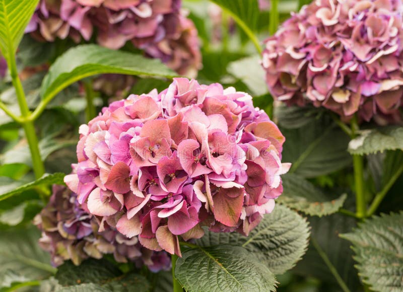 Closeup of Pink Hydrangea Flowers in a Hydrangea Nursery Stock Photo ...
