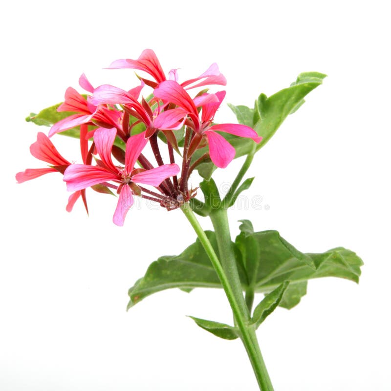 Closeup of Pink Ivy Geraniums Under the Lights Isolated on a White ...