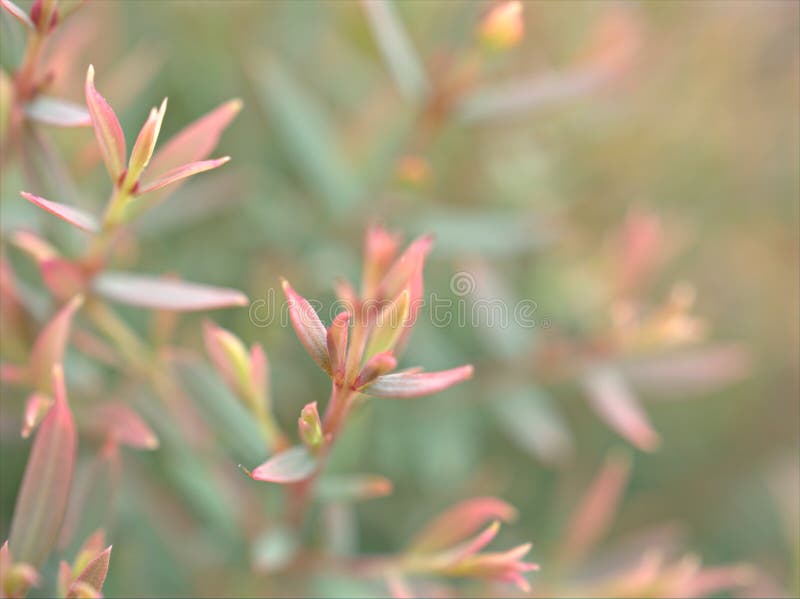 Closeup Pink Leaf of Pine Tree with Soft Focus and Blurred Background ...